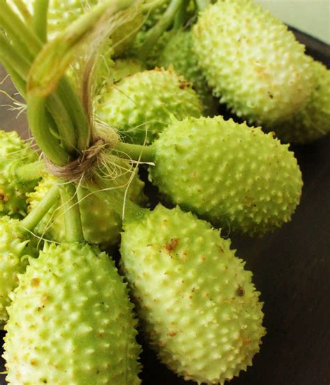 West Indian Gherkin Cucumber Seeds Cucumis Anguria Burr Maroon Spiky