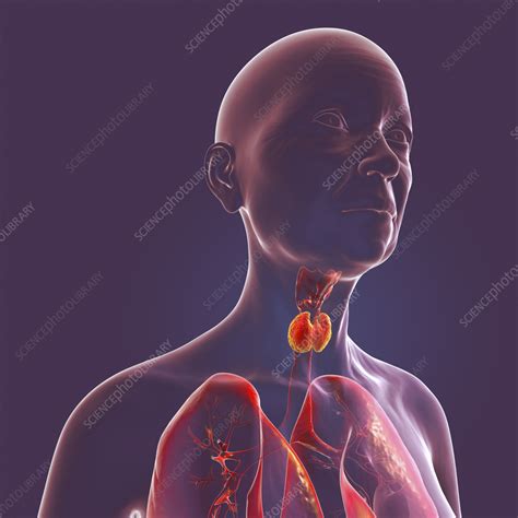 Healthy Thyroid Gland 3d Illustration Stock Image F0424756 Science Photo Library