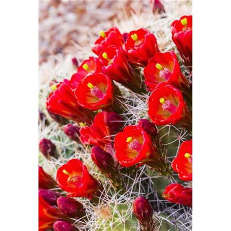 Close Up View Of Claret Cup Cactus Flowers At Sunset Colorado United States Of America 1