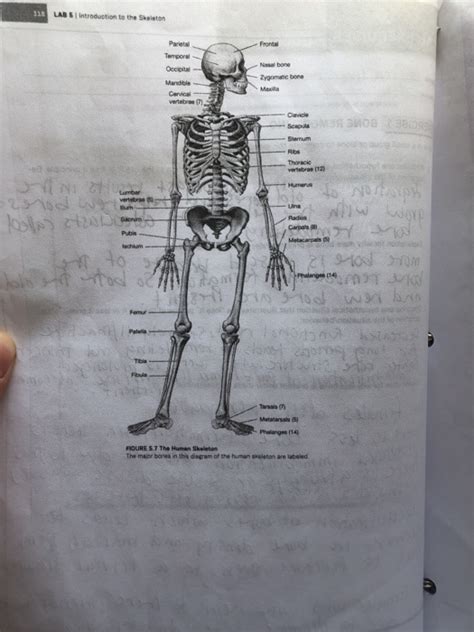 Solved Ritical Thinking Questions Se A Separate Sheet Of