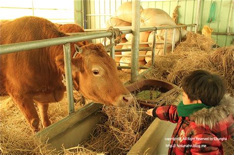 시골풍경 논 위의 마시멜로우 소먹이 짚단 볏단 볏짚롤 원형랲핑볏짚 공룡알 소먹이값 네이버 블로그