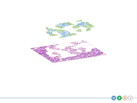 Endocrine Pancreas Pdf Endocrine And Metabolic Diseases Diseases And Conditions