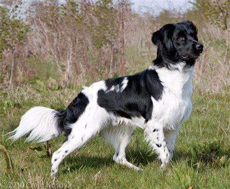 Stabyhoun Dog Top 10 Facts Pictures And Questions Animals