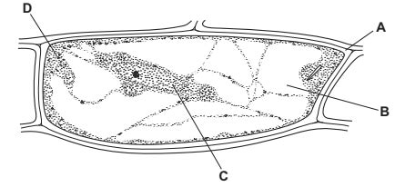 Igcse Biology Cell Structure Igcse Style Questions Paper