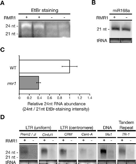 Figure 1 From Production And Processing Of Sirna Precursor Transcripts From The Highly