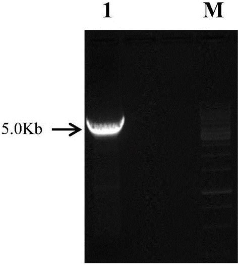 F1 Protein Based Indirect Immunofluorescence Kit For Detecting Type 4