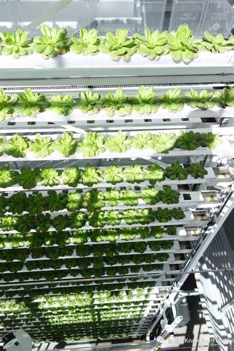 垂直植物工厂 小型植物工厂 家庭植物工厂7000元 大山谷图库