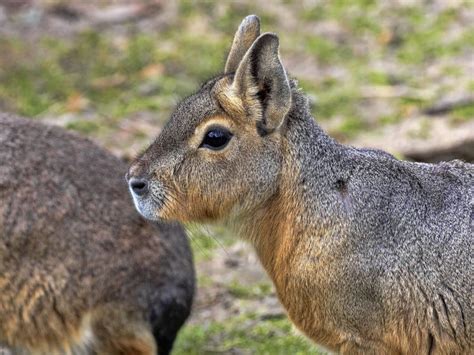 Mara Dolichotis Patagonum Inhabits The South American Steppe Stock