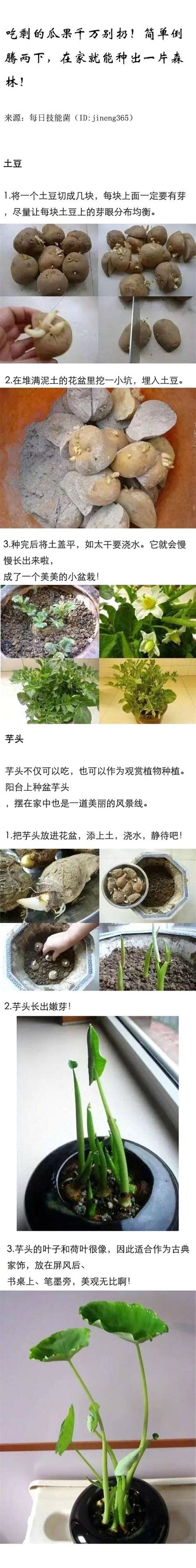 吃剩的果核千萬別扔！簡單倒騰兩下，在家就能種出一片森林！ 每日頭條