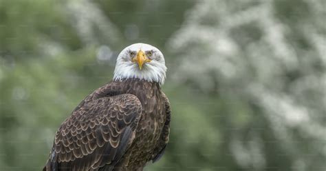아름답고 장엄한 대머리 독수리 나뭇 가지에 미국 독수리 Haliaeetus Leucocephalus 녹색 보케 배경입니다 화창한 날에 미국 국가 상징 대머리
