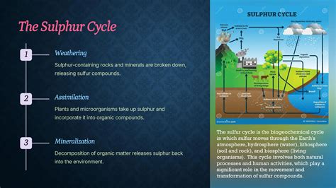 Nitrogen Sulphur Phosphorus Cycle Ppt Pdfpdf