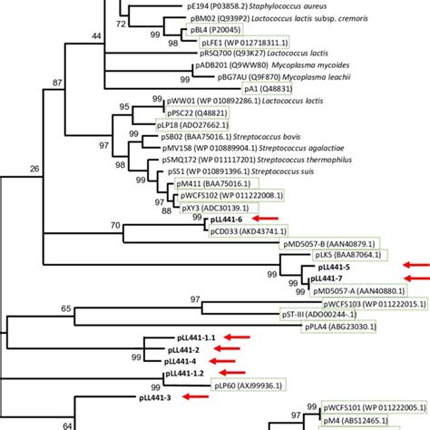 dendrogram obtained with the distance matrix using the neighbor joining