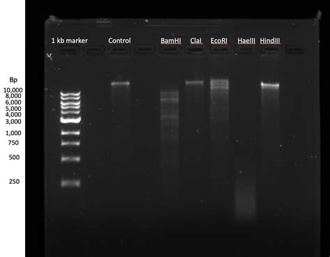 The Actinobacteriophage Database Phage Tsan1019 The Actinobacteriophage Database Phage Tsan1019