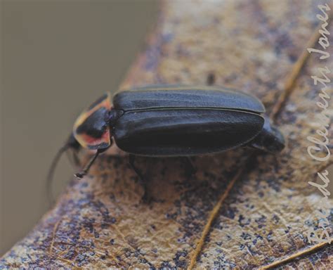 Lightning Bug Tendrils