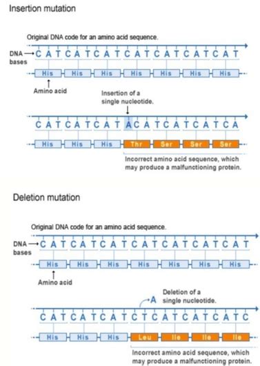 Frameshift Mutation Mutation Frameshift
