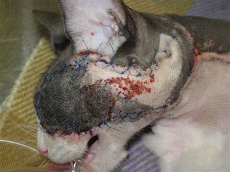 Reconstruction Caudal Auricular — Dr Julius M Liptak