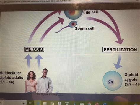 Biology 189 Exam 2 Flashcards Quizlet