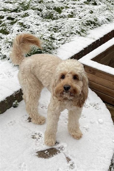 Cockapoo Lifespan How Long Do Cockapoos Live Puptraveller