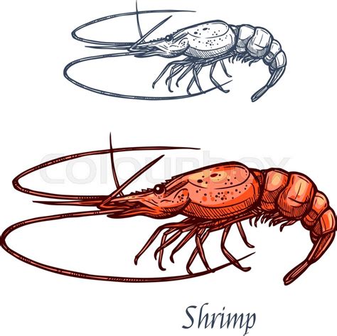 Crayfish Sketch At PaintingValley Explore Collection Of Crayfish Sketch