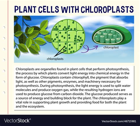 Chloroplast Information For Biology And Life Vector Image