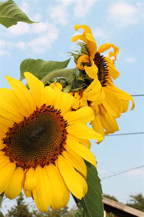 Sunflowers For Anna Iii Photograph By Cara Thayer Pixels