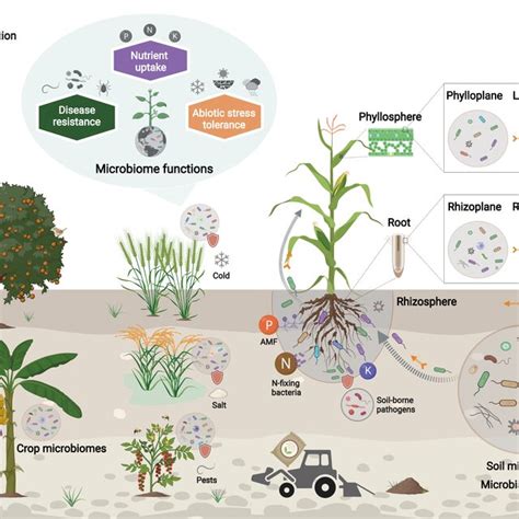 f igure 1 diversity and functions of crop associated microbiomes