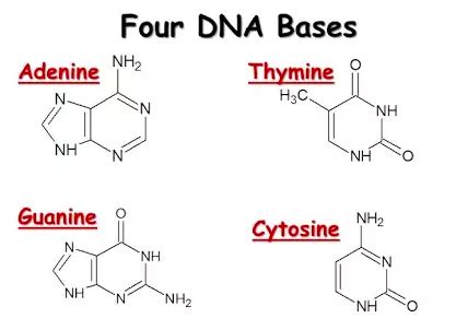 What Are The Bases Of Nitrogen In The DNA And How They Compare Homework Study Com