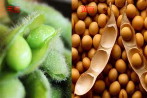 毛豆与黄豆的区别 运富春