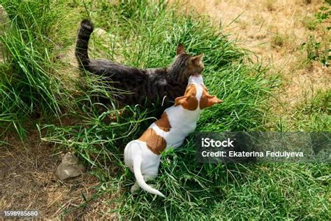 잭 러셀 테리어 강아지가 야외에서 얼룩 무늬 고양이와 놀고 있다 정원의 푸른 잔디밭에서 회색 새끼 고양이와 즐거운 시간을 보내는 재미있는 갈색 모피 얼룩이 있는 귀여운