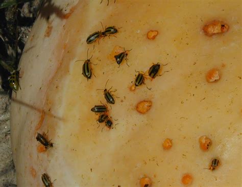 Insecticides For Controlling Late Season Pests Of Cucurbits Plus An