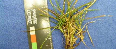 How To Identify And Control Rust How To Identify And Control Rust