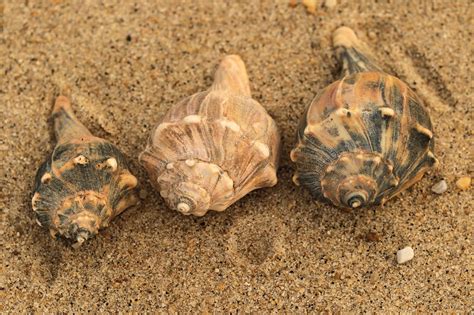 Knobbed Whelks More Than Just The State Shell Of New Jersey — Save