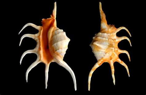 Conch Description Habitat Image Diet And Interesting Facts