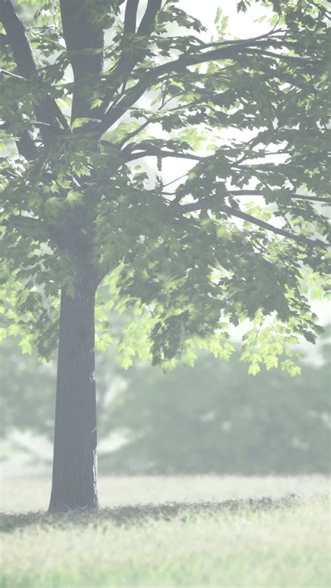 Big Mapple Tree With Green Leaves In A Summer Day 47364025 Stock Video At Vecteezy