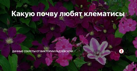 Какую почву любят клематисы Виктория Радзевская Дачные секреты Дзен