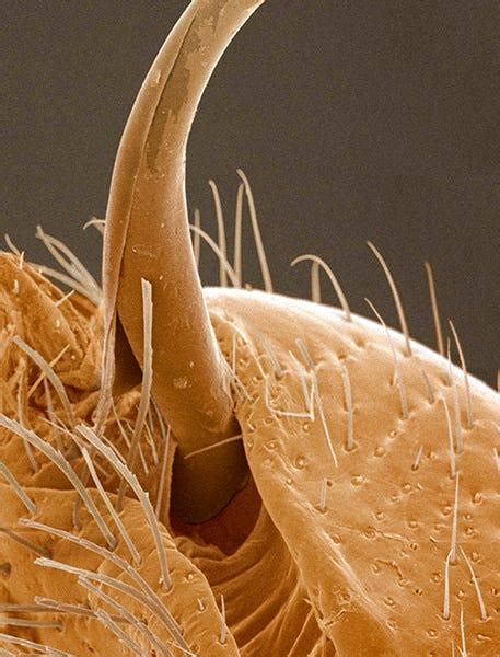 Richard Conniff On Linkedin Sex As War By Other Means