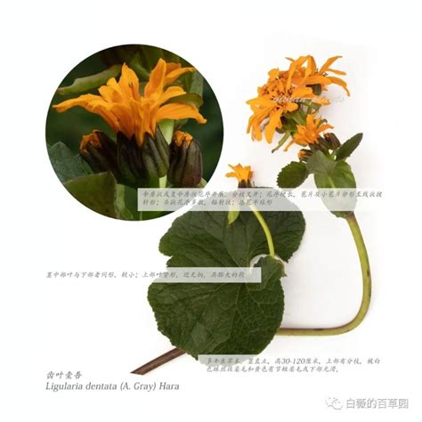 齿叶橐吾 关注森林