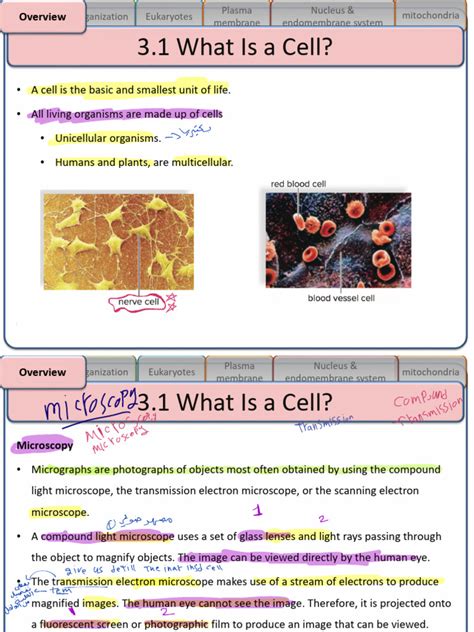 Lecture 3 Cell Structure And Function Pdf Endoplasmic Reticulum Cell Membrane