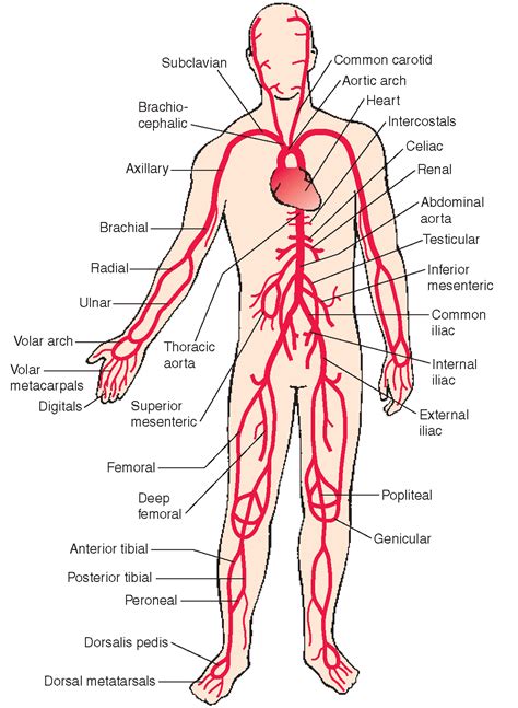 Sketch A Diagram Of The Arterial System Human Arterial Syste
