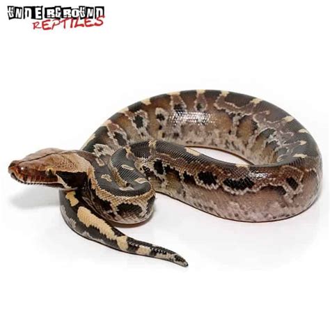 Baby Borneo Blood Pythons Python Curtus For Sale Underground Reptiles