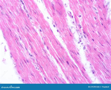 Picture Of Histology Human Tissue With Microscope From Laboratory Not Illustration Designation