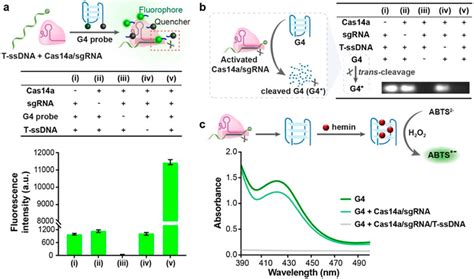 Crispr Cas14 And G Quadruplex Dnazyme Driven Biosensor For Paper Based Colorimetric Detection Of