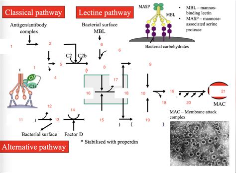 Complement Activation Diagram Quizlet