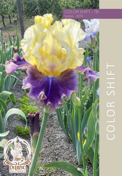 Color Shift Delirio Iris Garden Color Shift Delirio Iris Garden
