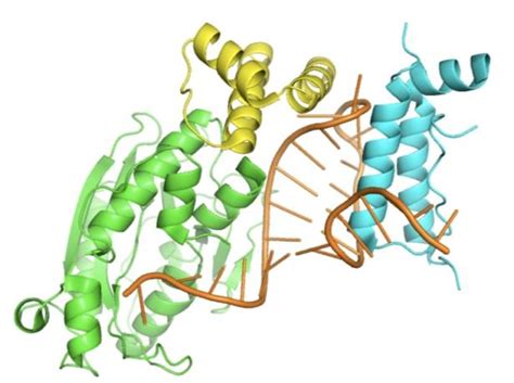 Mrna Technology Four Decades In The Making Portside