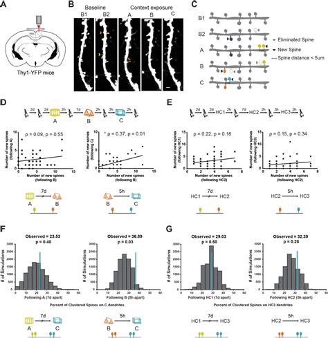 Figure 4 From Co Allocation To Overlapping Dendritic Branches In The Retrosplenial Cortex