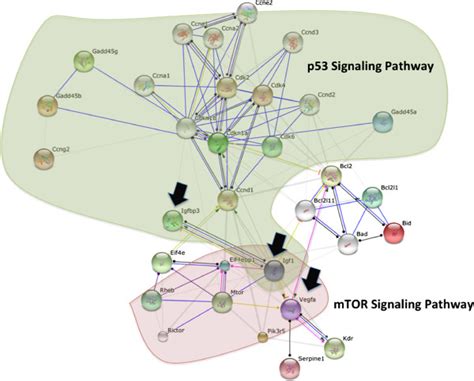 Interaction Network Built Using String Database Download Scientific