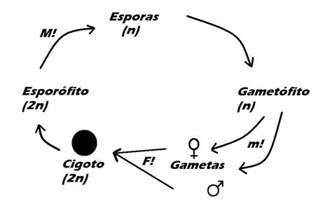 Ciclo De Vida Del Musgo Haploide Diploide Bryophyta Sensu Stricto