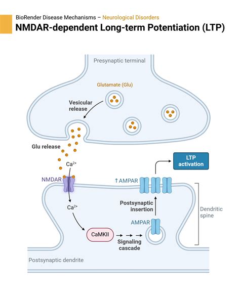 Nmdar Dependent Long Term Potentiation Ltp Biorender Science Templates
