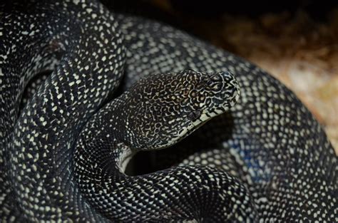 Stoneage Ball Pythons Got More Heads Poking Out Today Ballpython